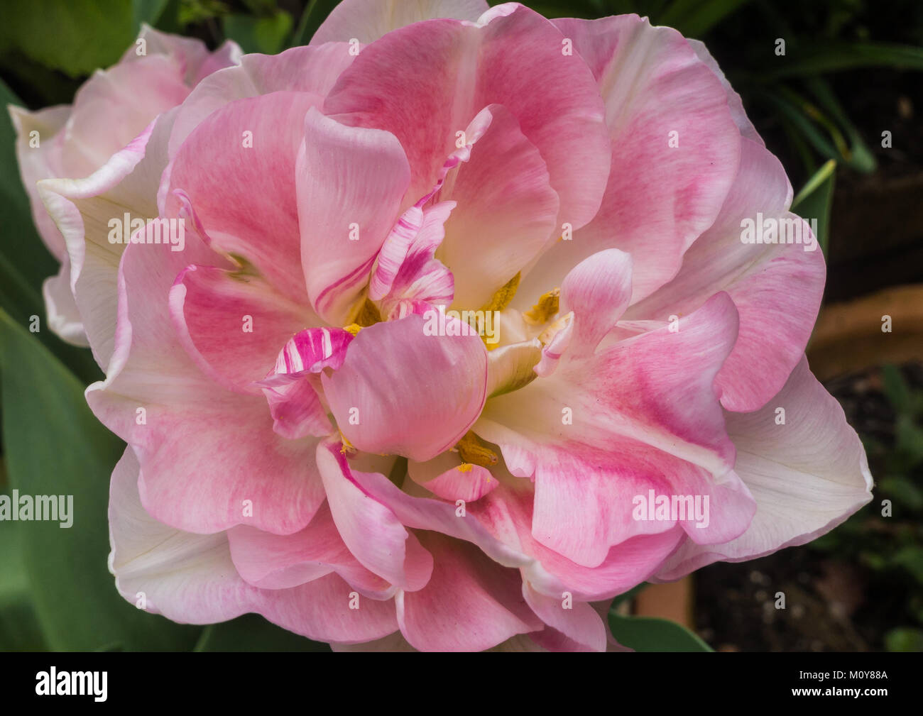 Tulip angelique hi-res stock photography and images - Alamy