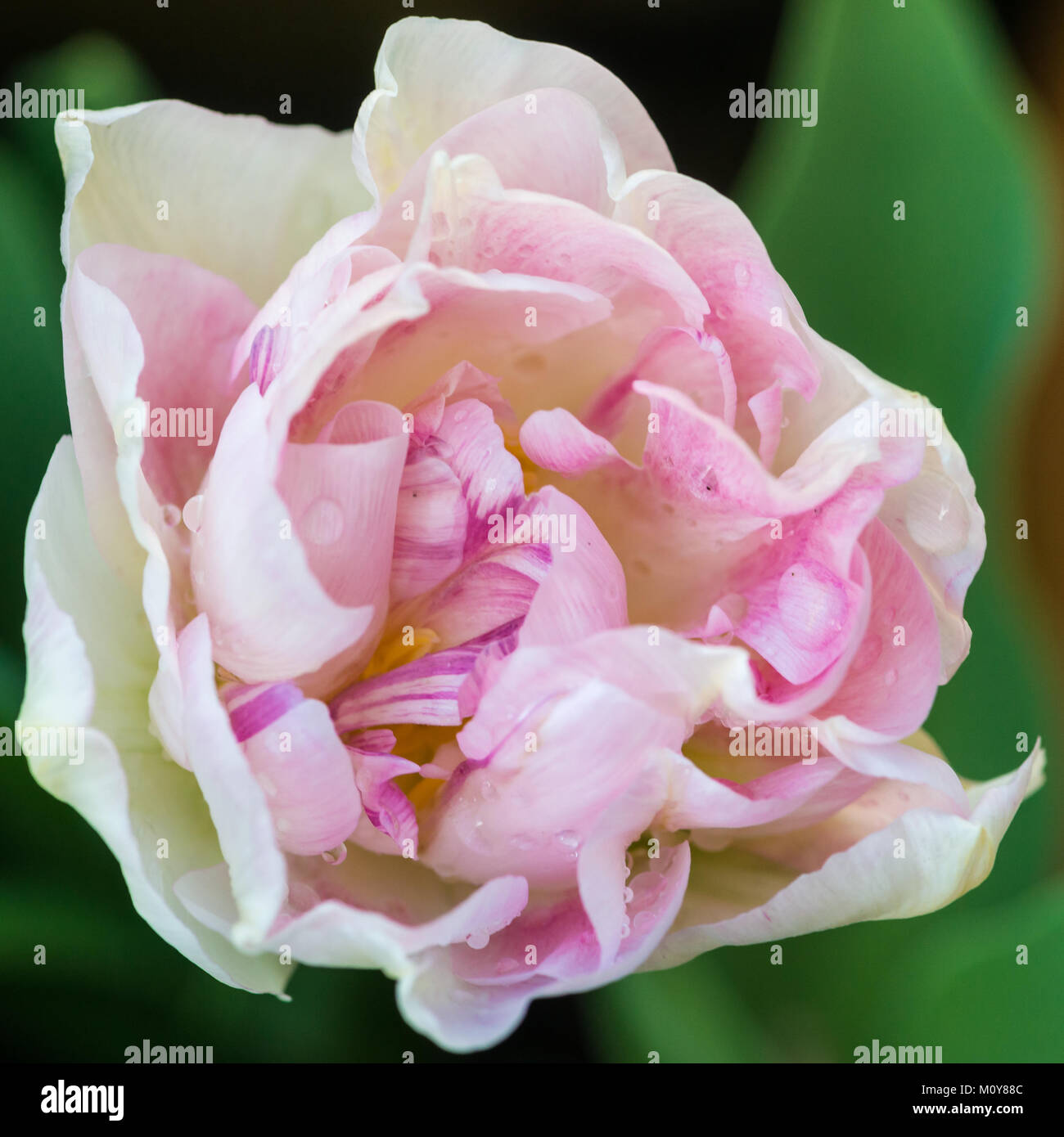 Angelique flower hi-res stock photography and images - Alamy