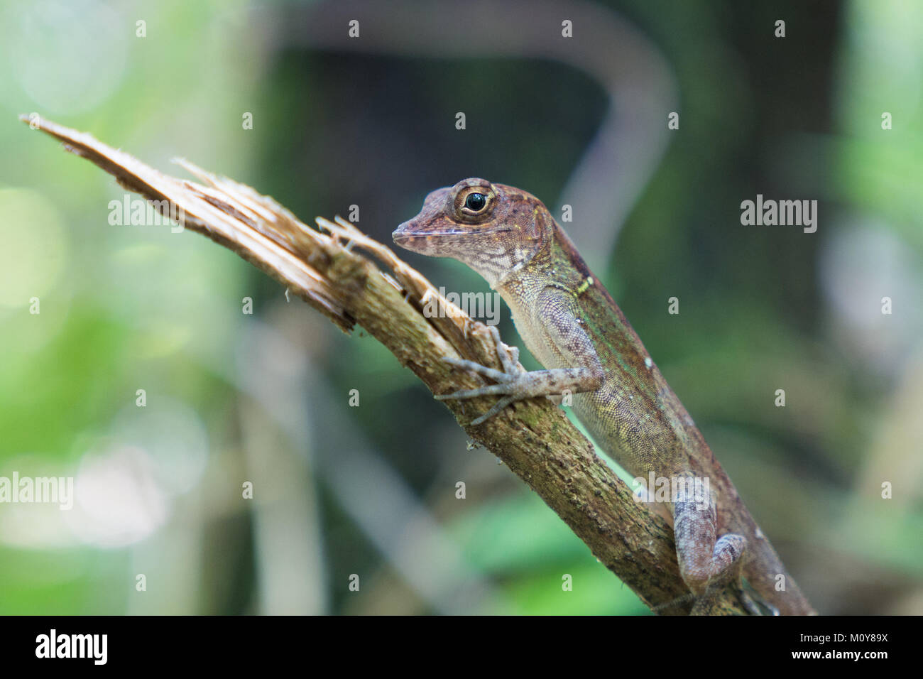 Anolis lizard hi-res stock photography and images - Alamy