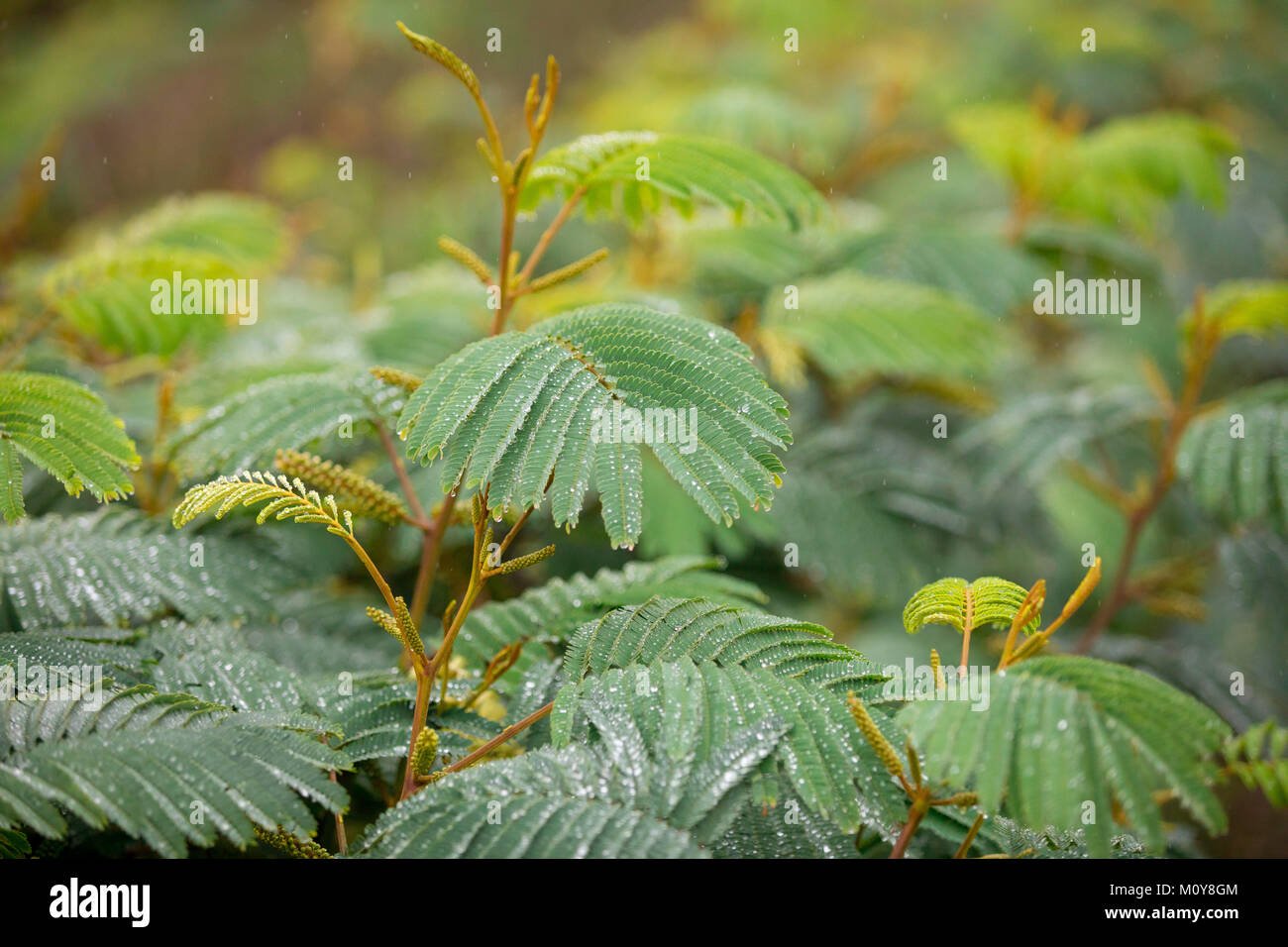 Plantlife in Rain Storm Stock Photo - Alamy