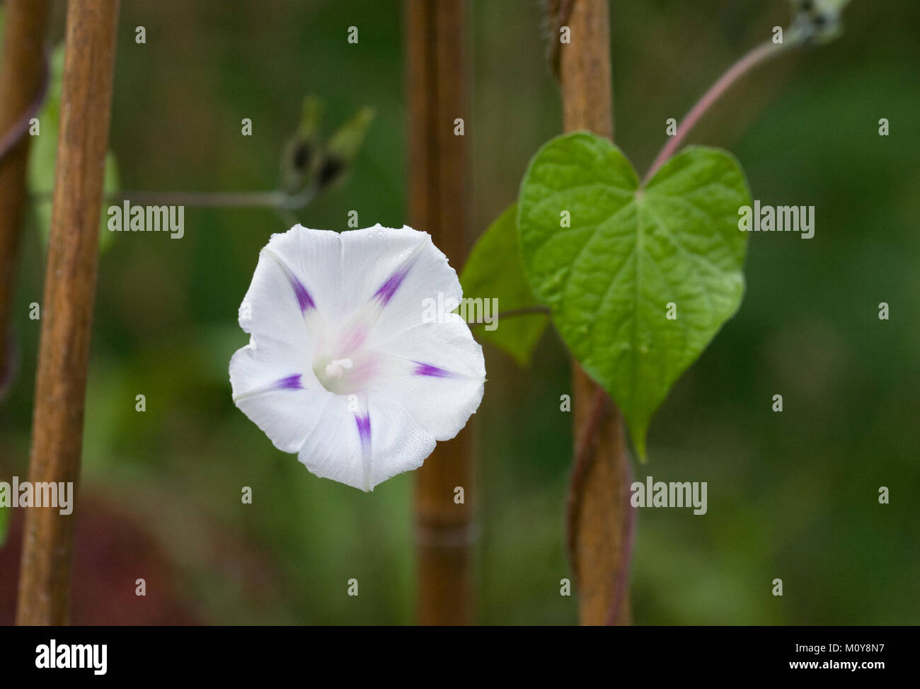 Ipomea 'Milky Way' flower. White Morning Glory flower Stock Photo - Alamy