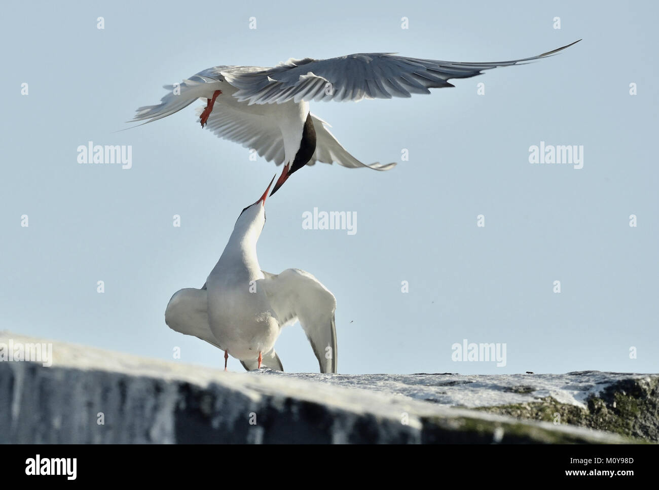 The Tern flies holding a beak a tail of other Tern. Closeup Portrait of ...