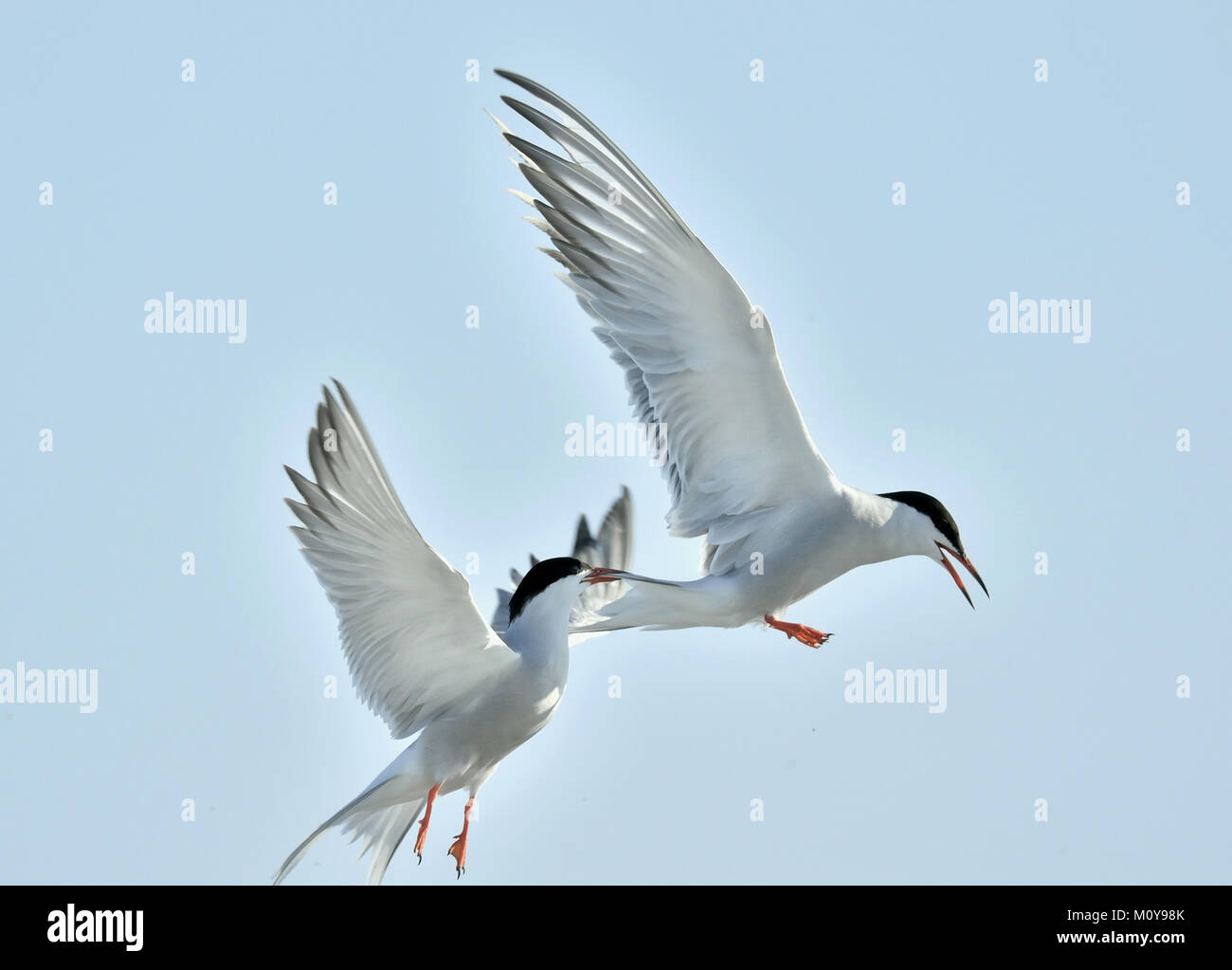The Tern flies holding a beak a tail of other Tern. Closeup Portrait of ...