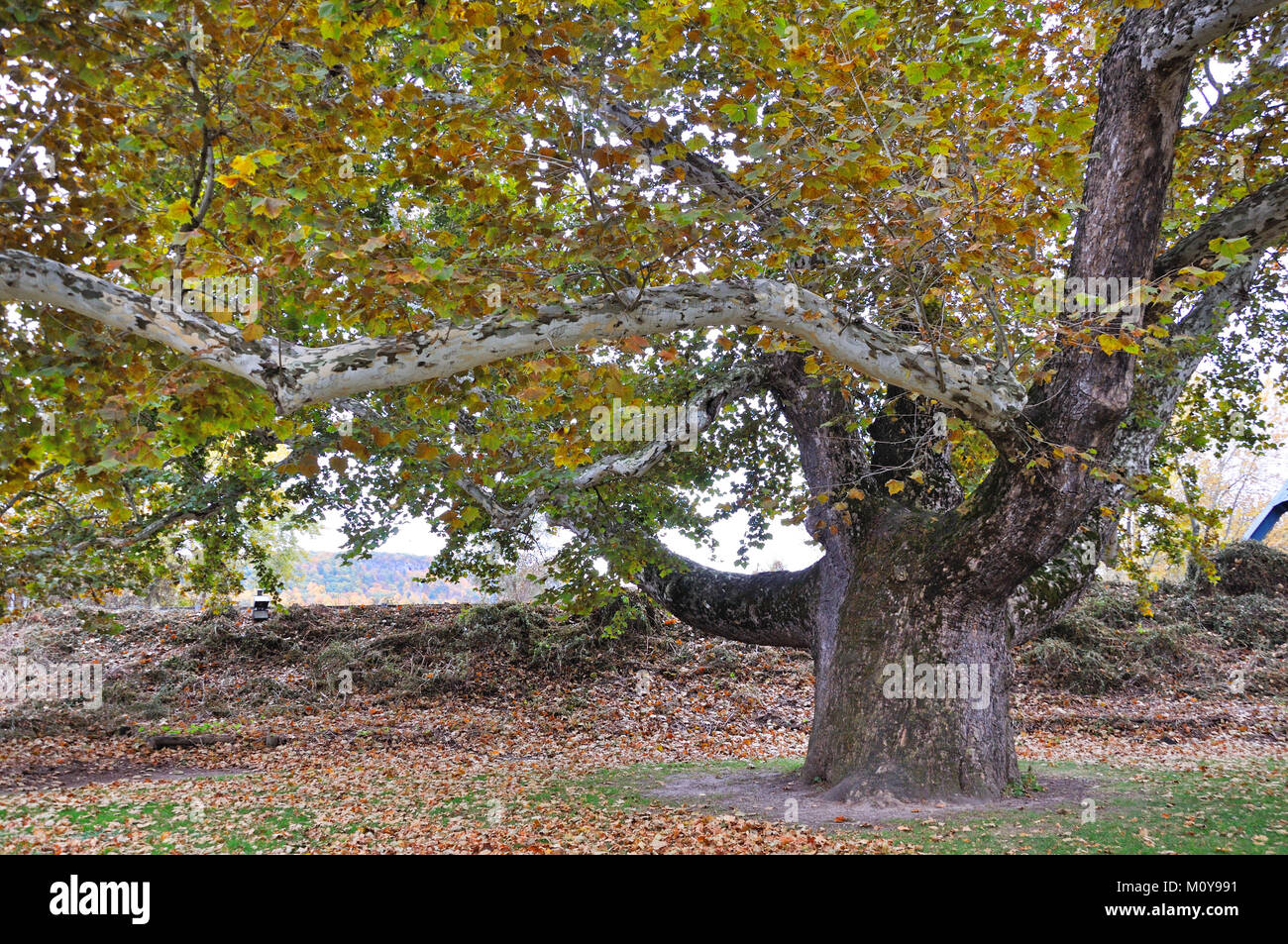 Pinchot Sycamore in Simsbury, Connecticut, USA Stock Photo - Alamy