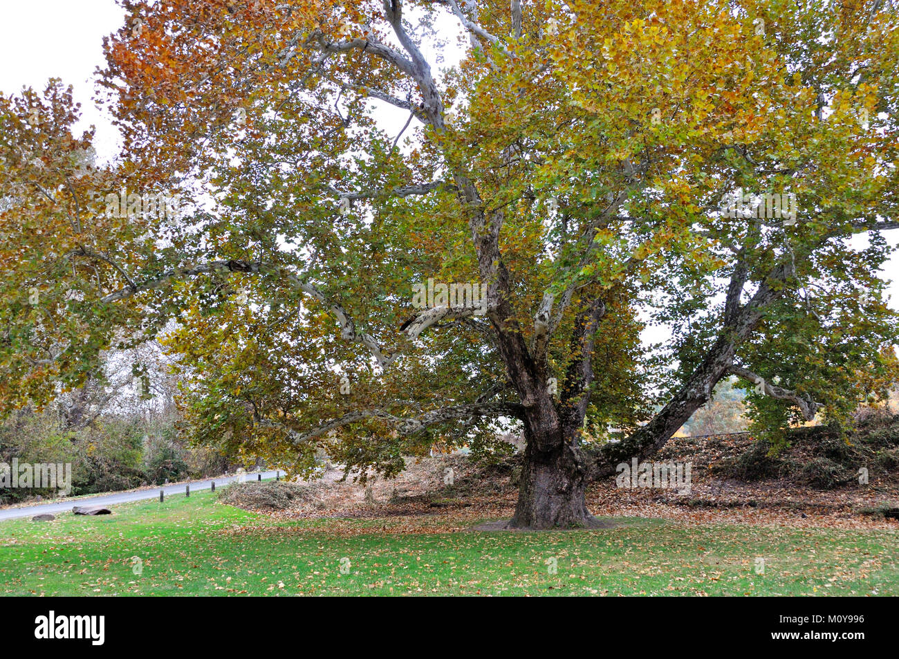 Pinchot Sycamore in Simsbury, Connecticut, USA Stock Photo - Alamy