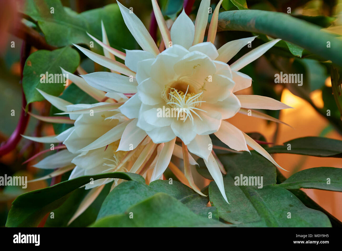 Queen Of The Night Cactus Stock Photos & Queen Of The Night Cactus ...