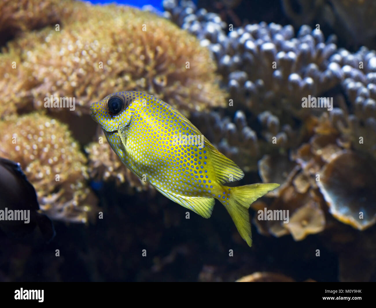 Closeup of a beautiful and colorful tropical fish with spots pattern ...