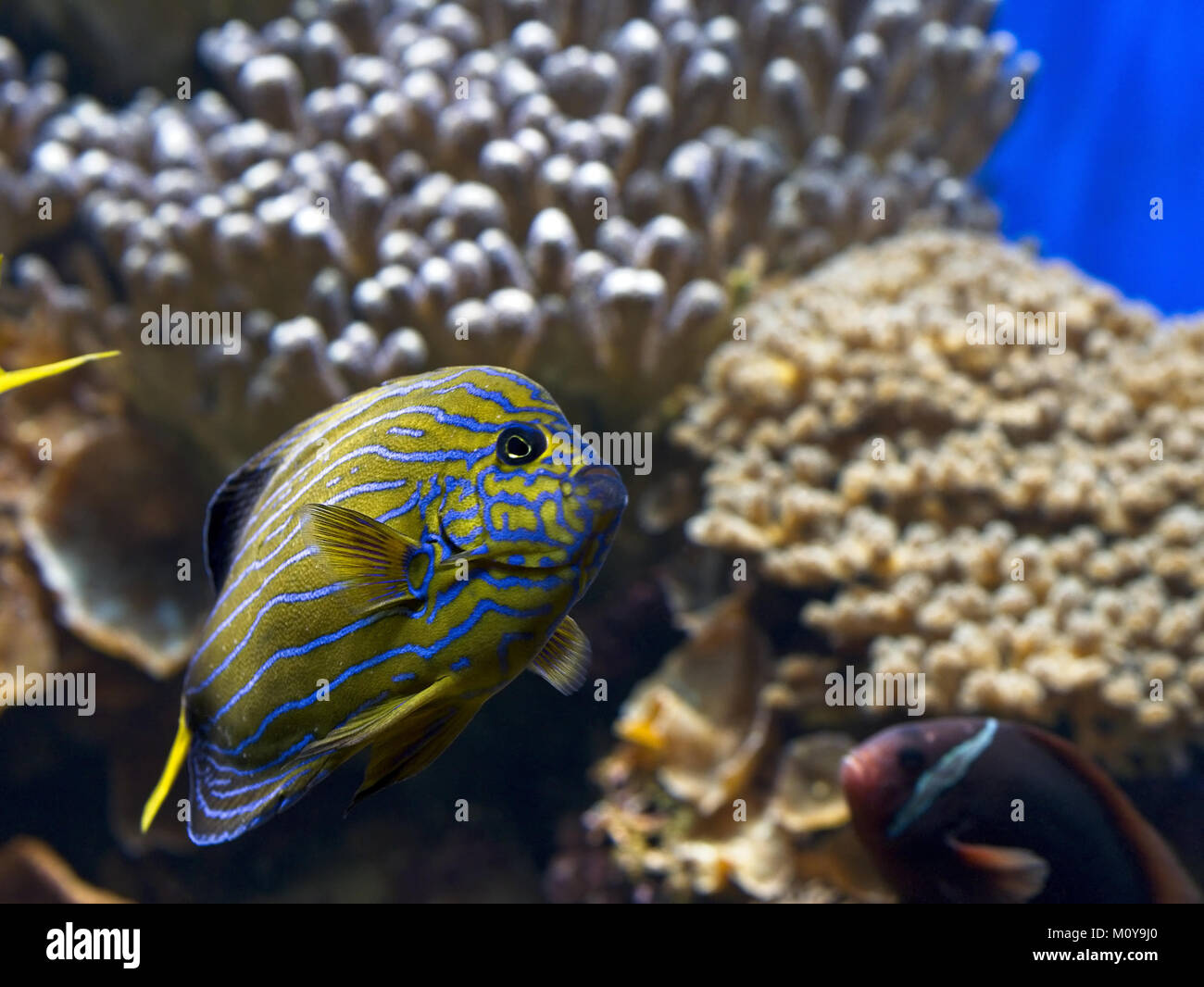 Clown Tang (Acanthurus lineatus) Swimming Towards Foreground. Coral ...