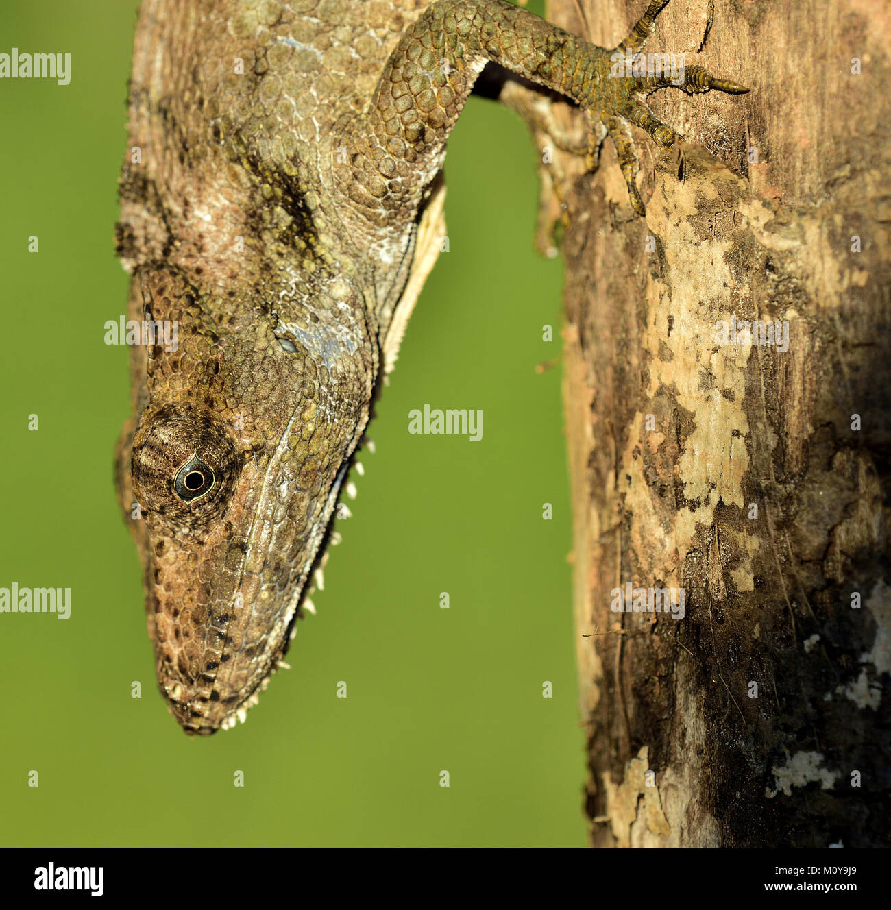 Anolis (Chamaeleolis) guamuhaya (Escambray Bearded Anole). Cuba endemic ...