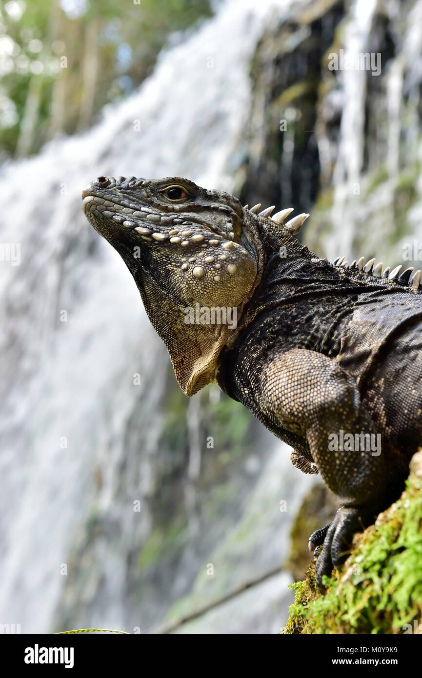 Iguana in the forest. Cuban rock iguana (Cyclura nubila), also known as ...