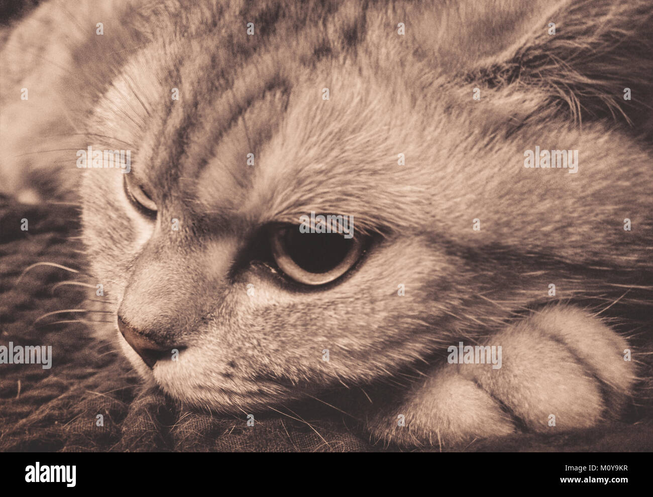 sad british cat Stock Photo - Alamy