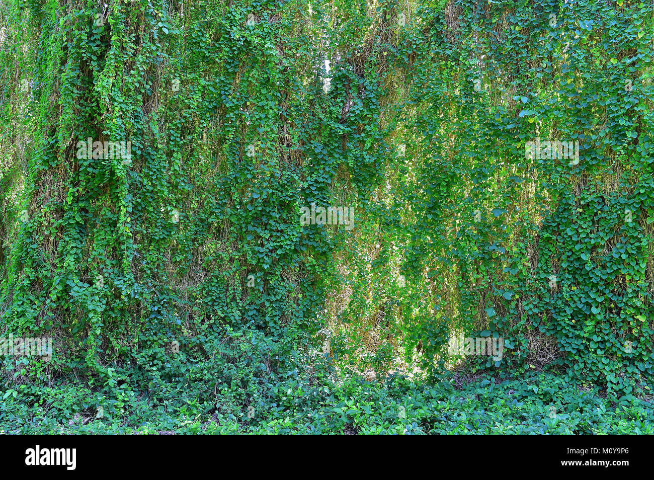 Natural Jungle background. Tropical rain forest in the morning mist ...