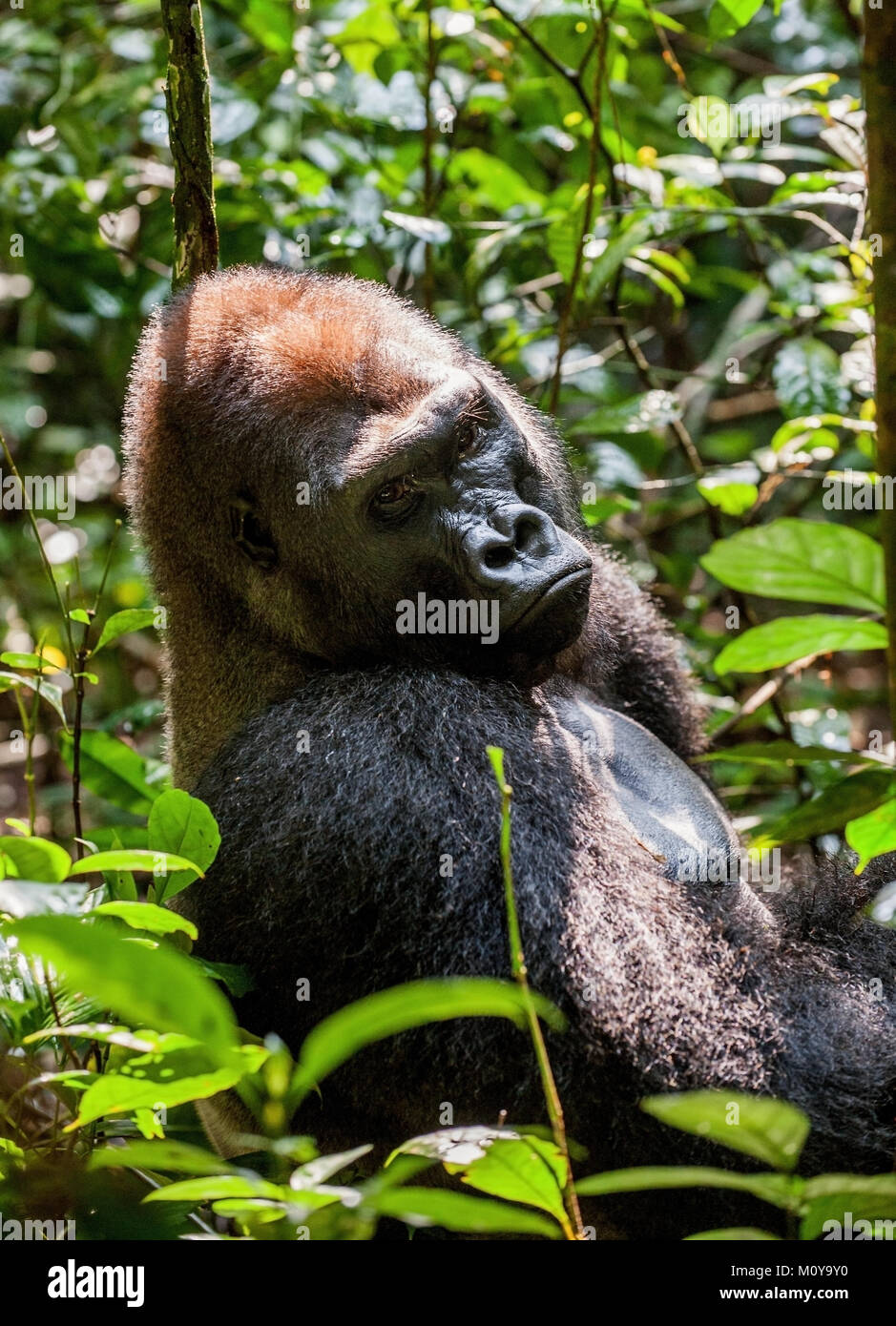 Portrait of a western lowland gorilla (Gorilla gorilla gorilla) close ...