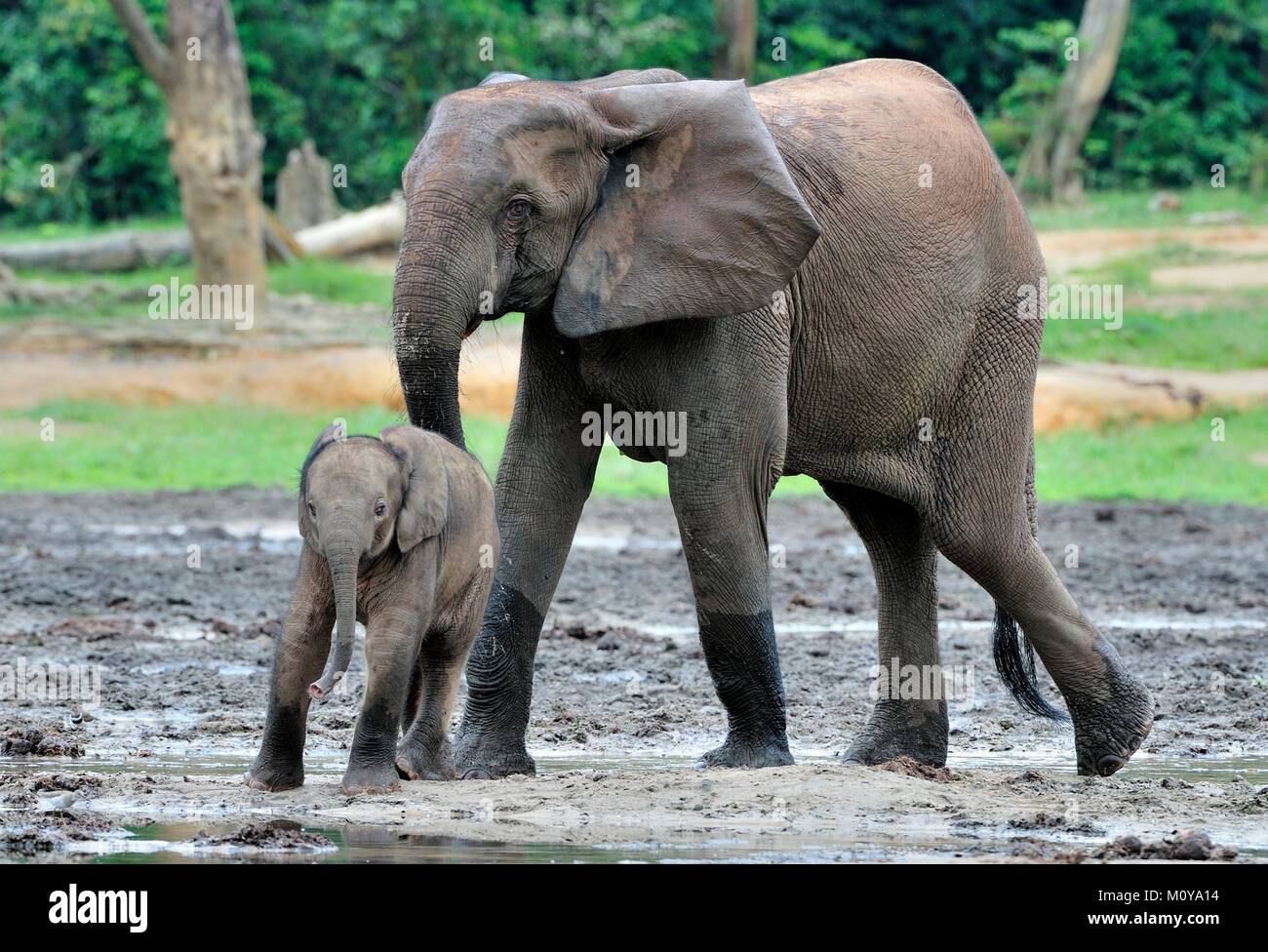 The elephant calf and elephant cow The African Forest Elephant ...
