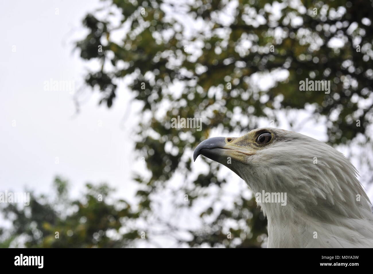 The African Fish Eagle (Haliaeetus vocifer) Portrait of an African Fish ...