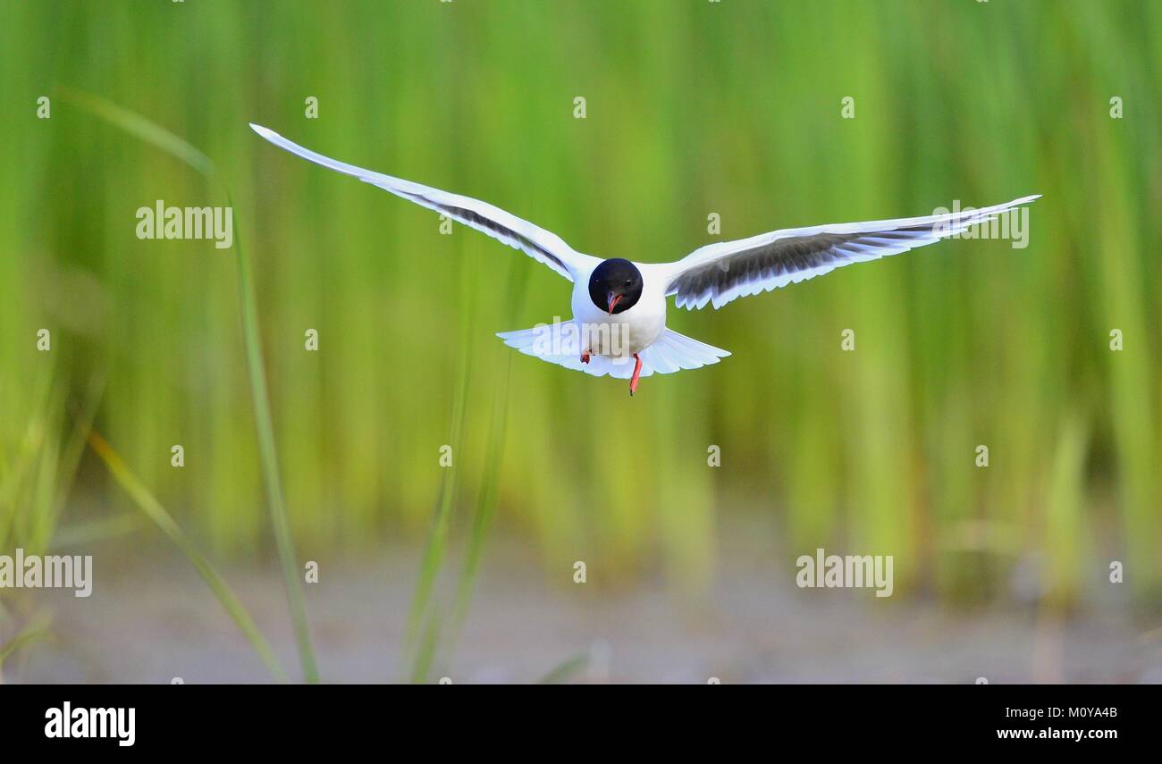The Little Gull (Larus minutus) in flight on the green grass background ...