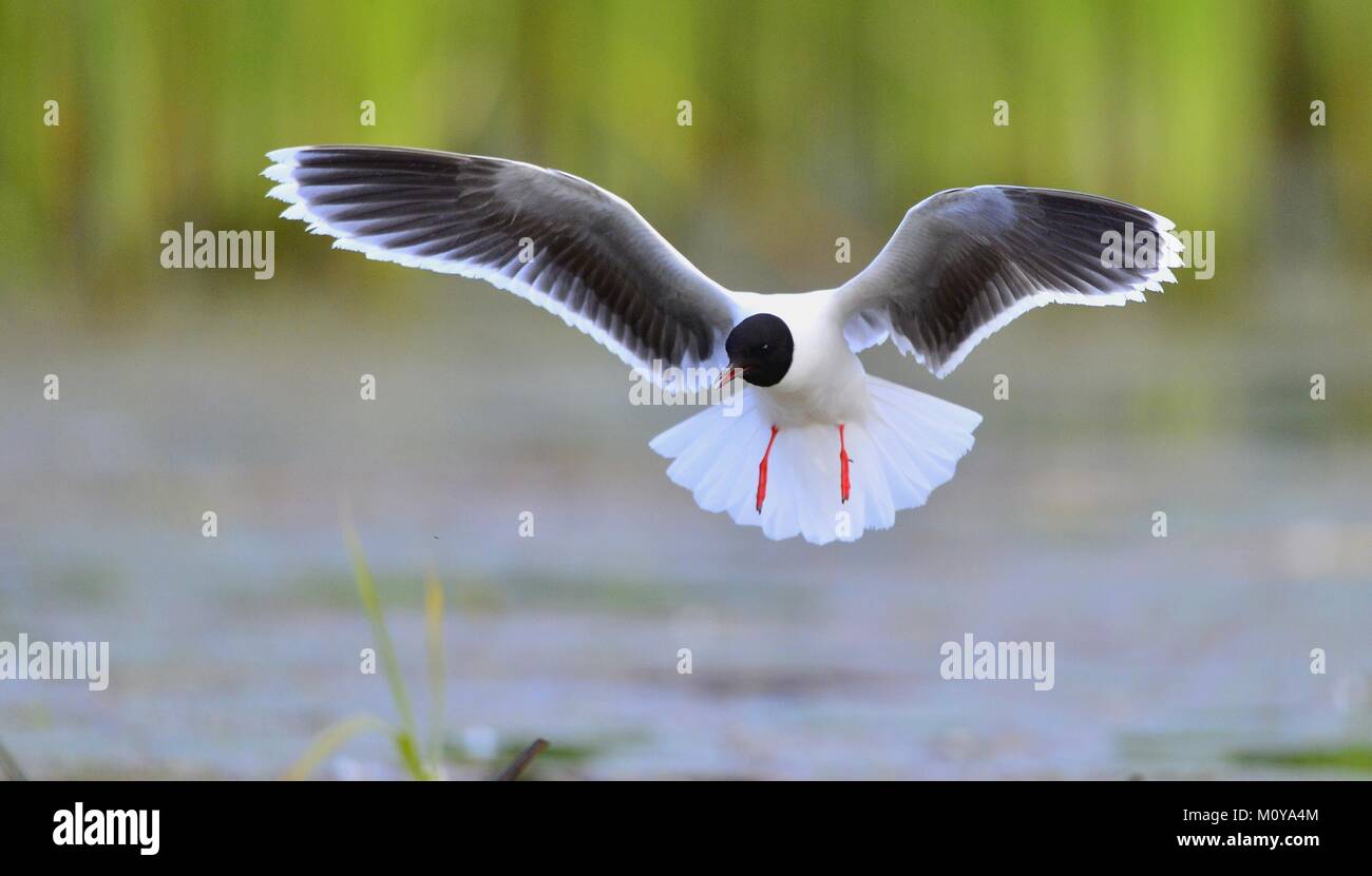 The Little Gull (Larus minutus) in flight on the green grass background ...