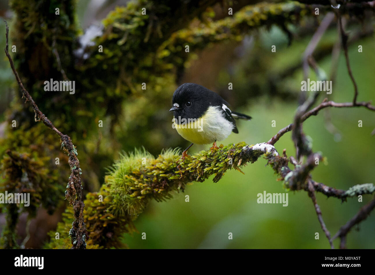 New zealand tomtit hi-res stock photography and images - Alamy