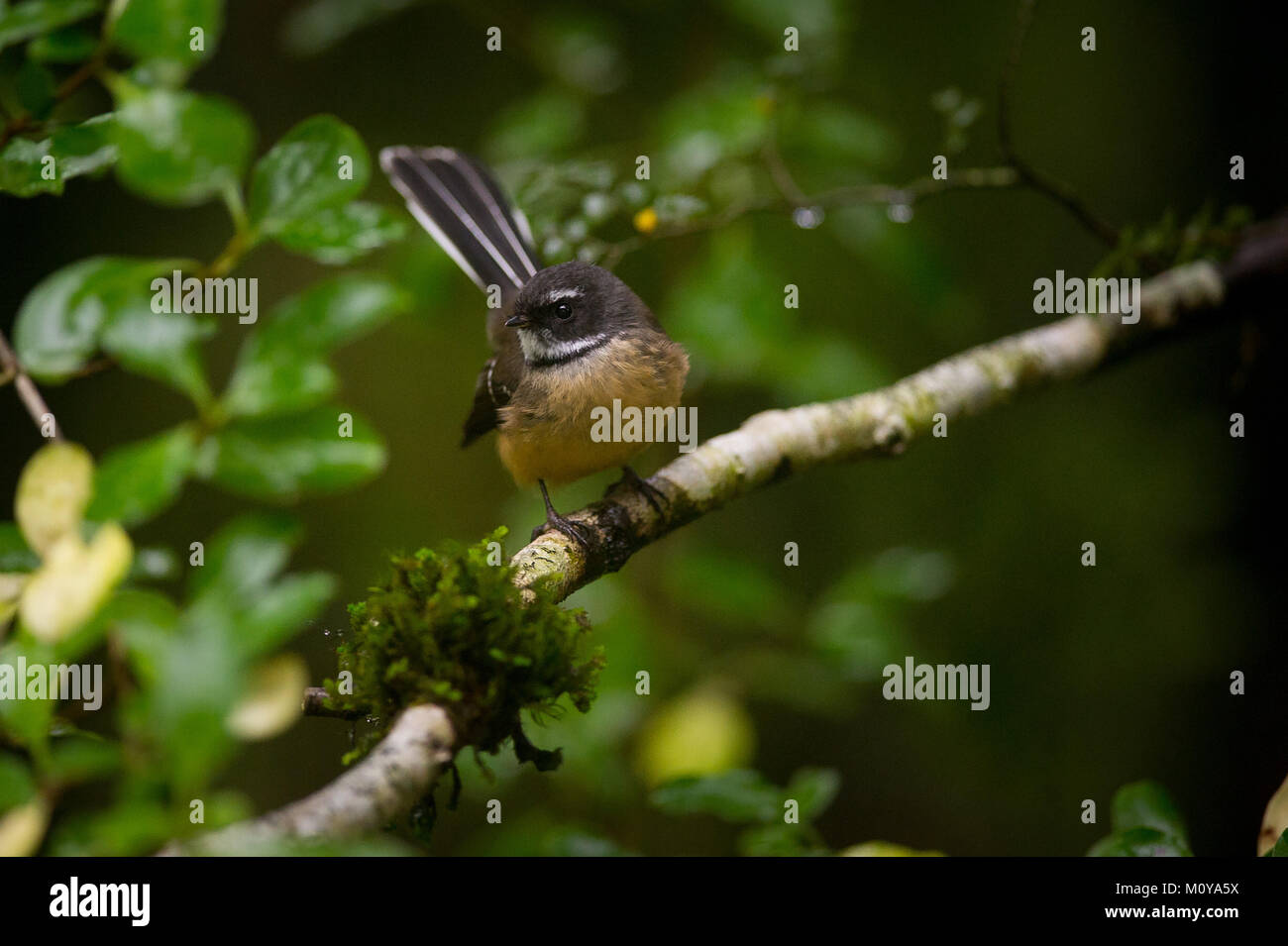 A New Zealand South Island Fantail (Rhipidura fuliginosa Stock Photo ...