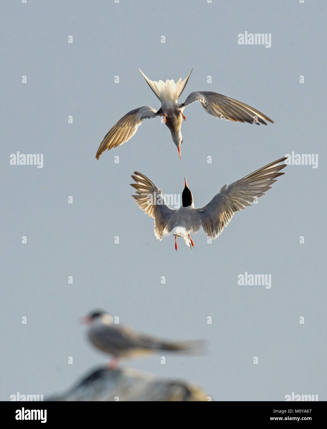 Sternidae hi-res stock photography and images - Alamy