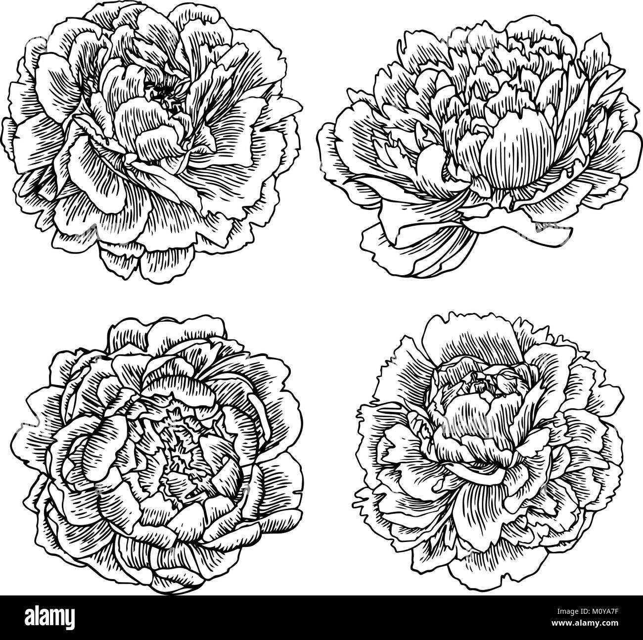 Vector hand drawn peonies silhouette set. Isolated flowers contour ...