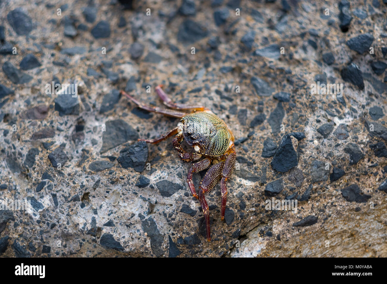 Hawaiian Crab on Rock Stock Photo - Alamy