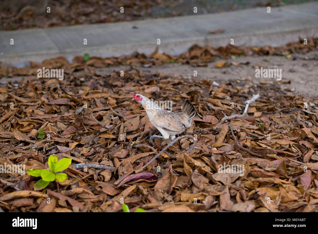 Wild Hen Chicken in Hawaii Stock Photo - Alamy