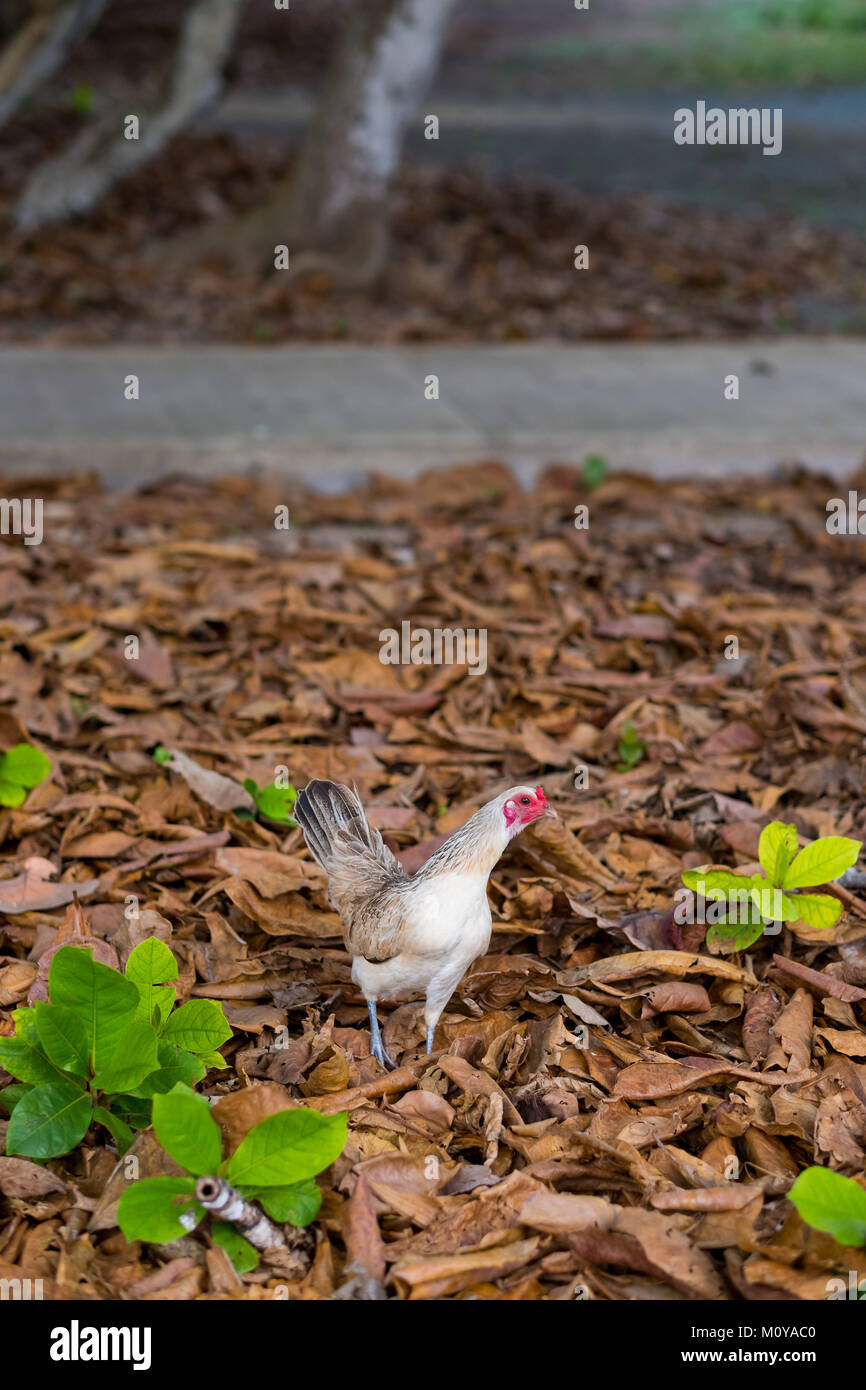 Wild Hen Chicken in Hawaii Stock Photo - Alamy