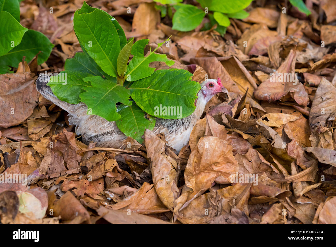 Wild Hen Chicken in Hawaii Stock Photo - Alamy
