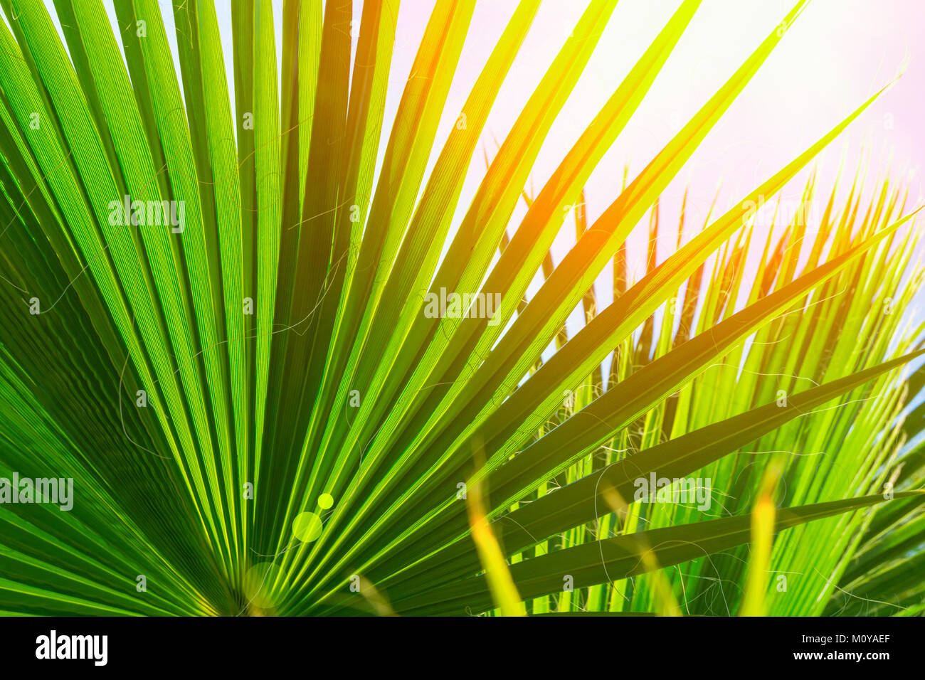 Spiky palm tree hi-res stock photography and images - Alamy