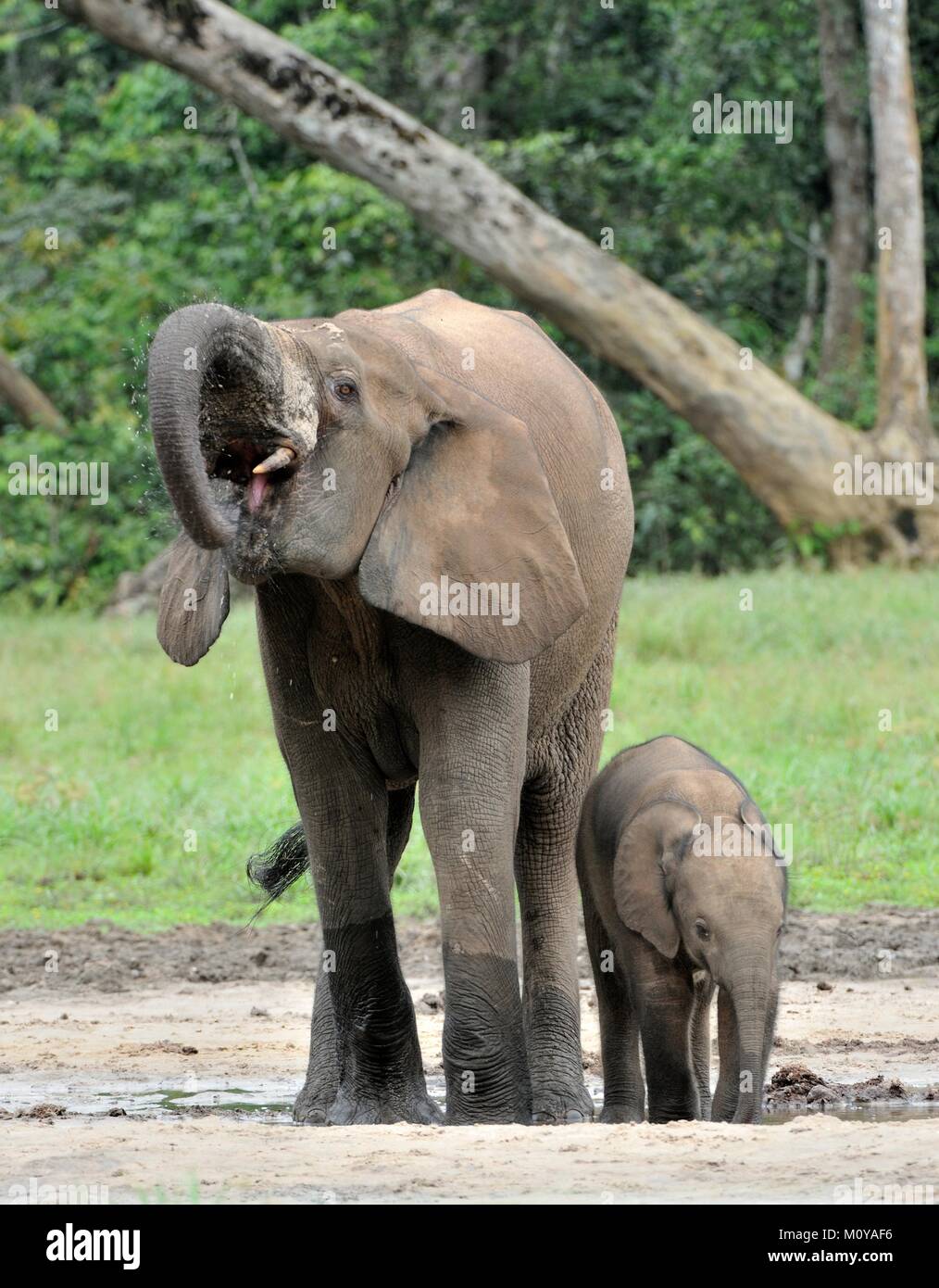 The elephant calf and elephant cow The African Forest Elephant ...