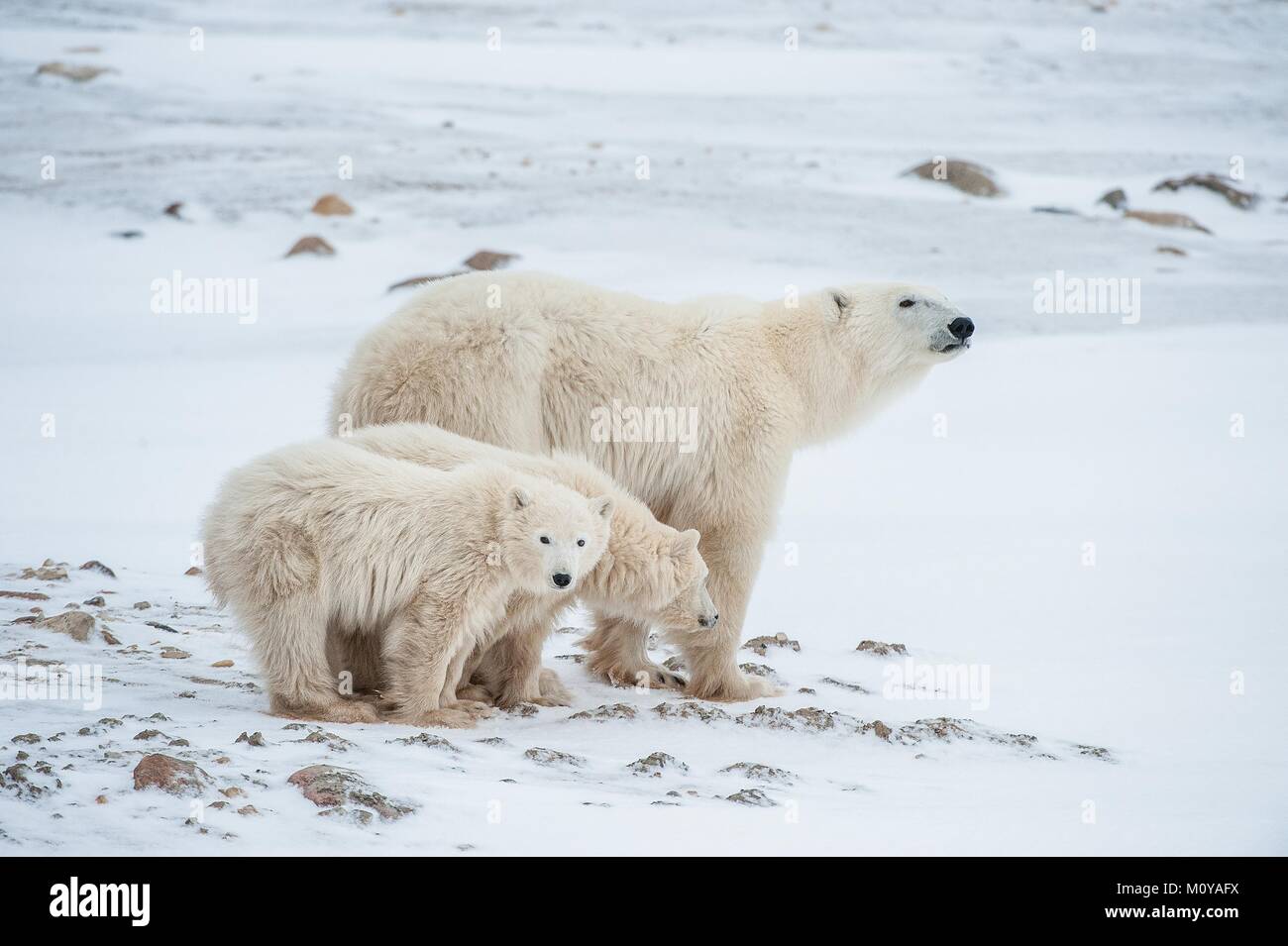Polar she-bear with cubs. A Polar she-bear with two small bear cubs on ...