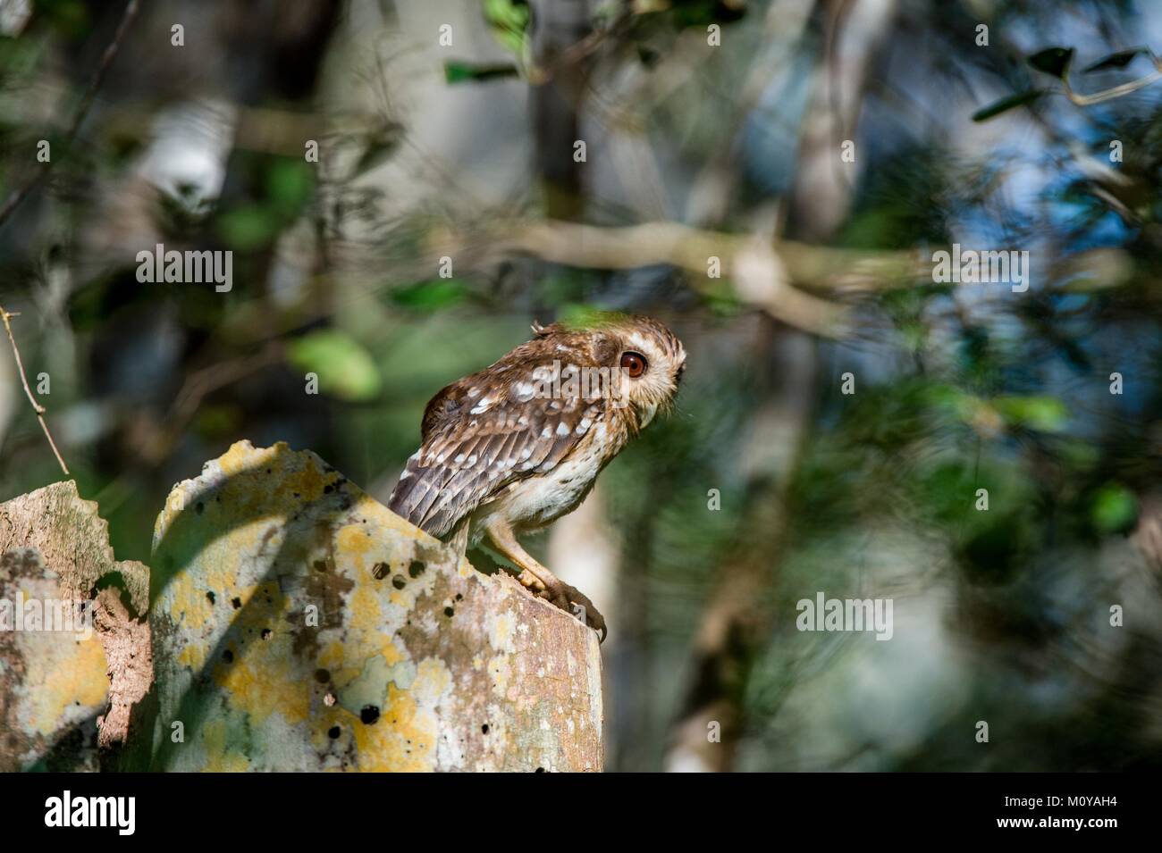 The Bare-legged Owl or Cuban Screech Owl (Gymnoglaux lawrencii). Zapata ...