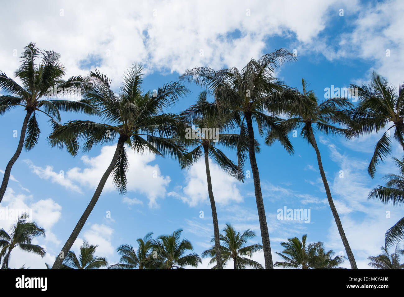 Palm Trees and Sky Stock Photo - Alamy