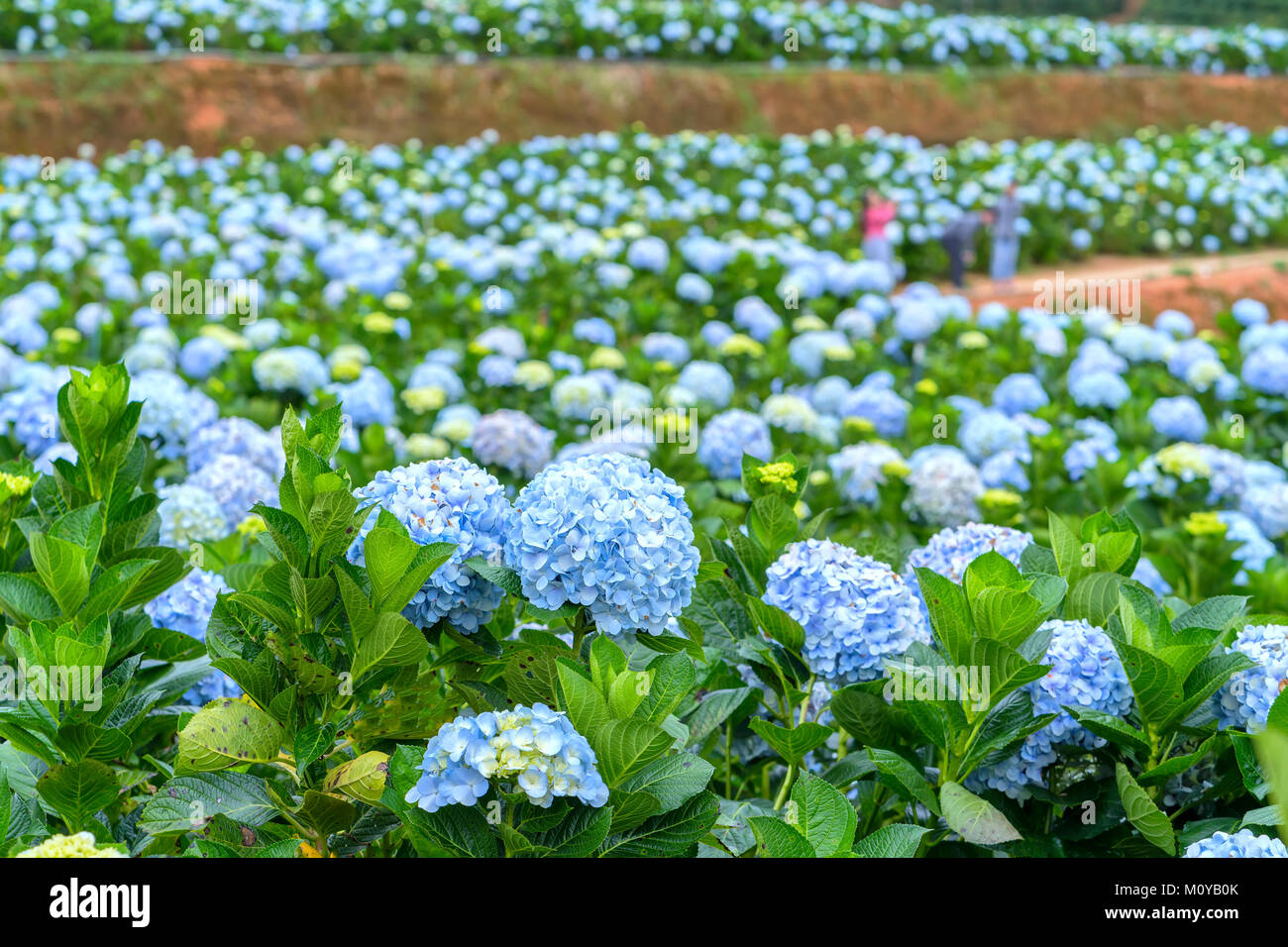 Field hydrangeas with hundreds flowers blooming all hills beautiful ...