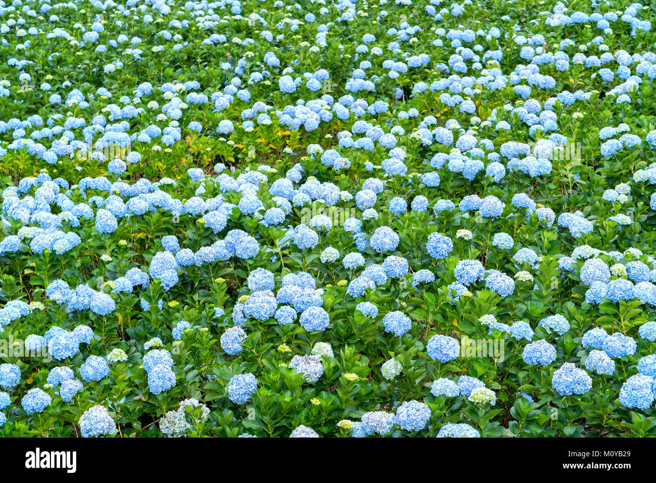Field hydrangeas with hundreds flowers blooming all hills beautiful ...