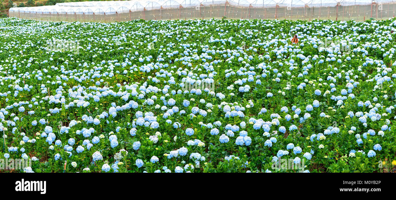 Field hydrangeas with hundreds flowers blooming all hills beautiful ...