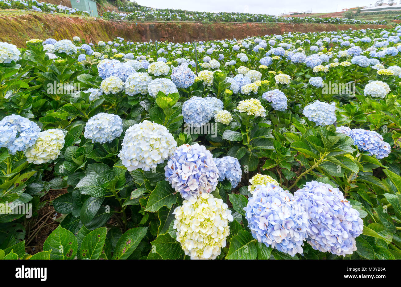 Field hydrangeas with hundreds flowers blooming all hills beautiful ...