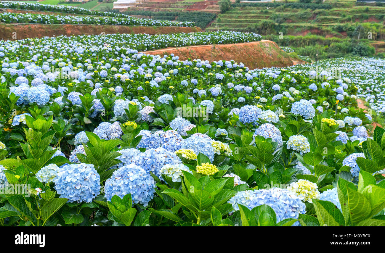Field hydrangeas with hundreds flowers blooming all hills beautiful ...