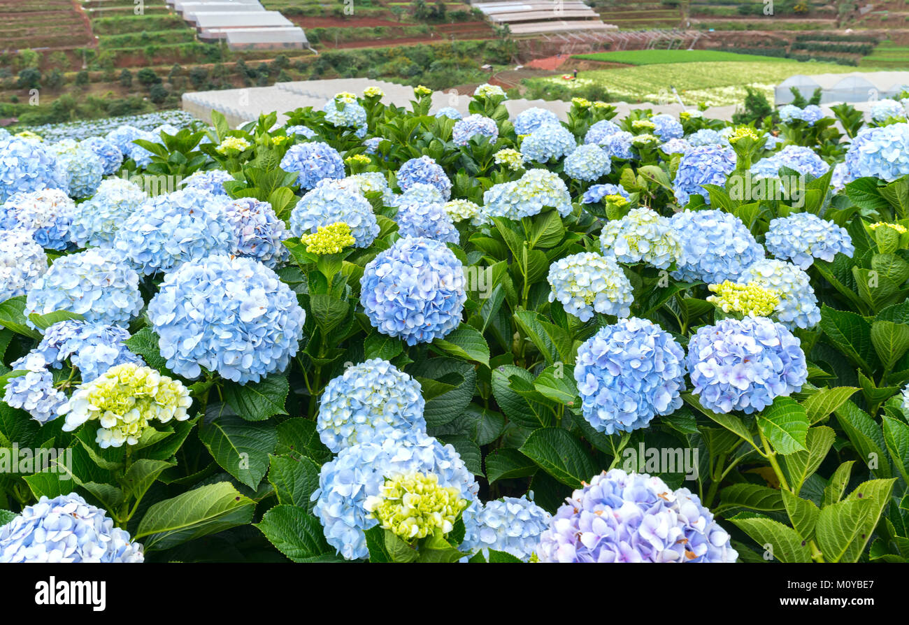 Field hydrangeas with hundreds flowers blooming all hills beautiful ...