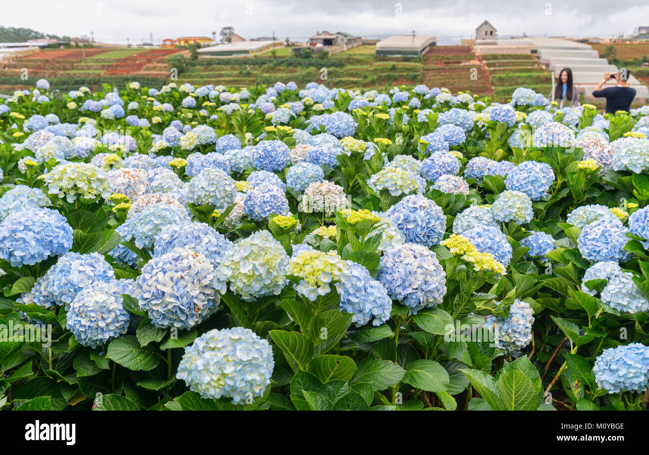 Field blooming hydrangeas on hill beautiful winter morning. It attracts ...