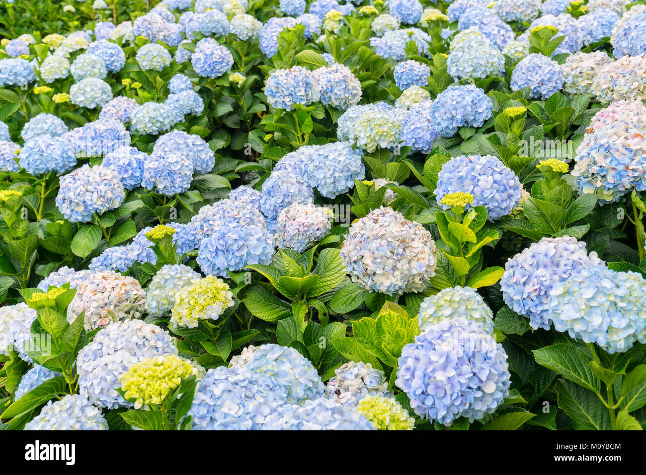Hydrangea field hi-res stock photography and images - Alamy