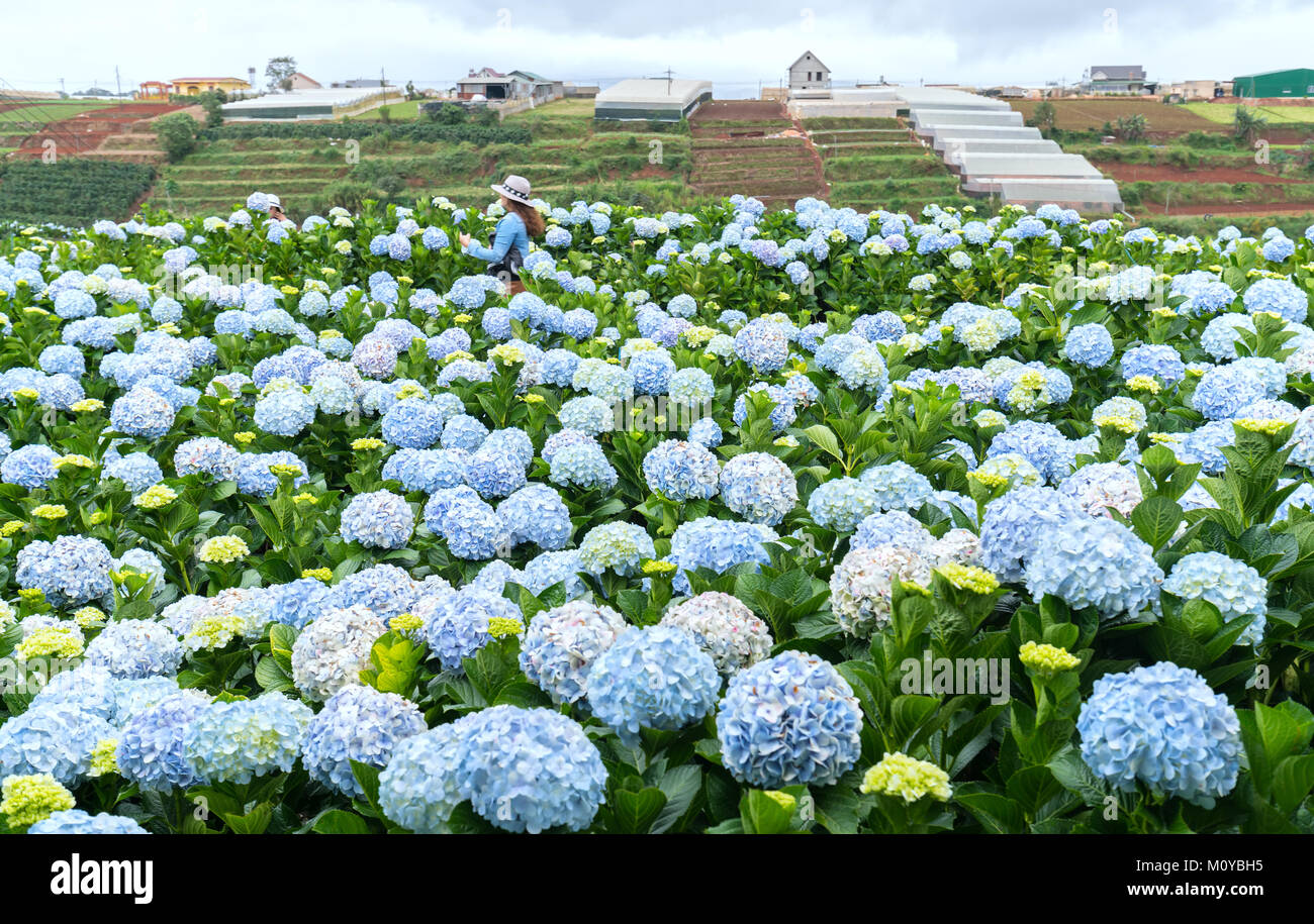 Field blooming hydrangeas on hill beautiful winter morning. It attracts ...