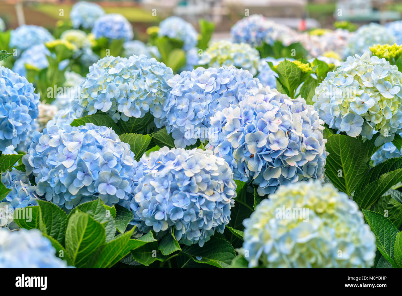 Field hydrangeas with hundreds flowers blooming all hills beautiful ...