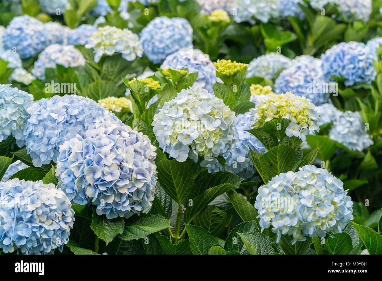 Field hydrangeas with hundreds flowers blooming all hills beautiful ...