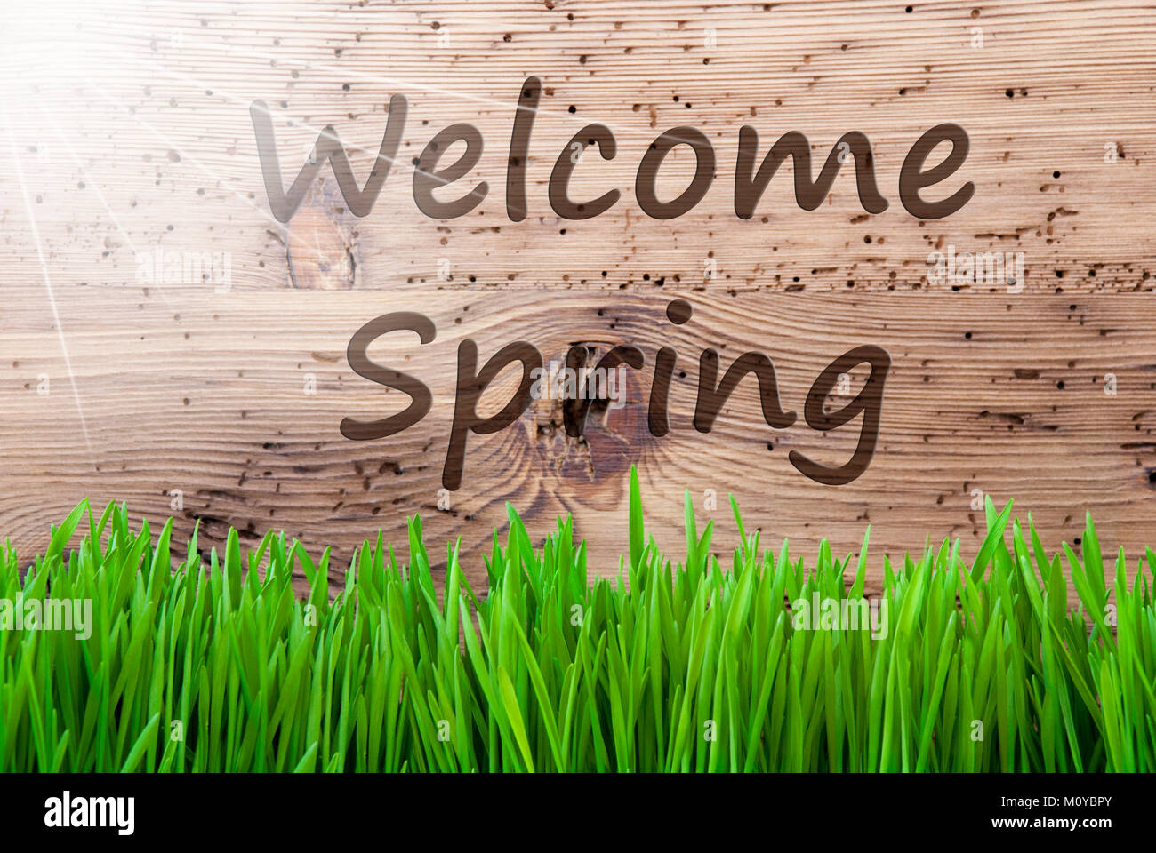 Bright Sunny Wooden Background, Gras, Text Welcome Spring Stock Photo ...