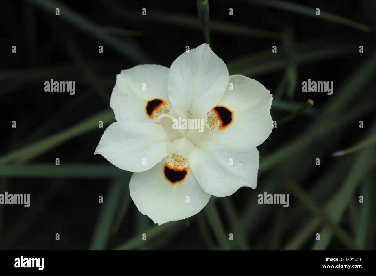 Good flower hi-res stock photography and images - Alamy