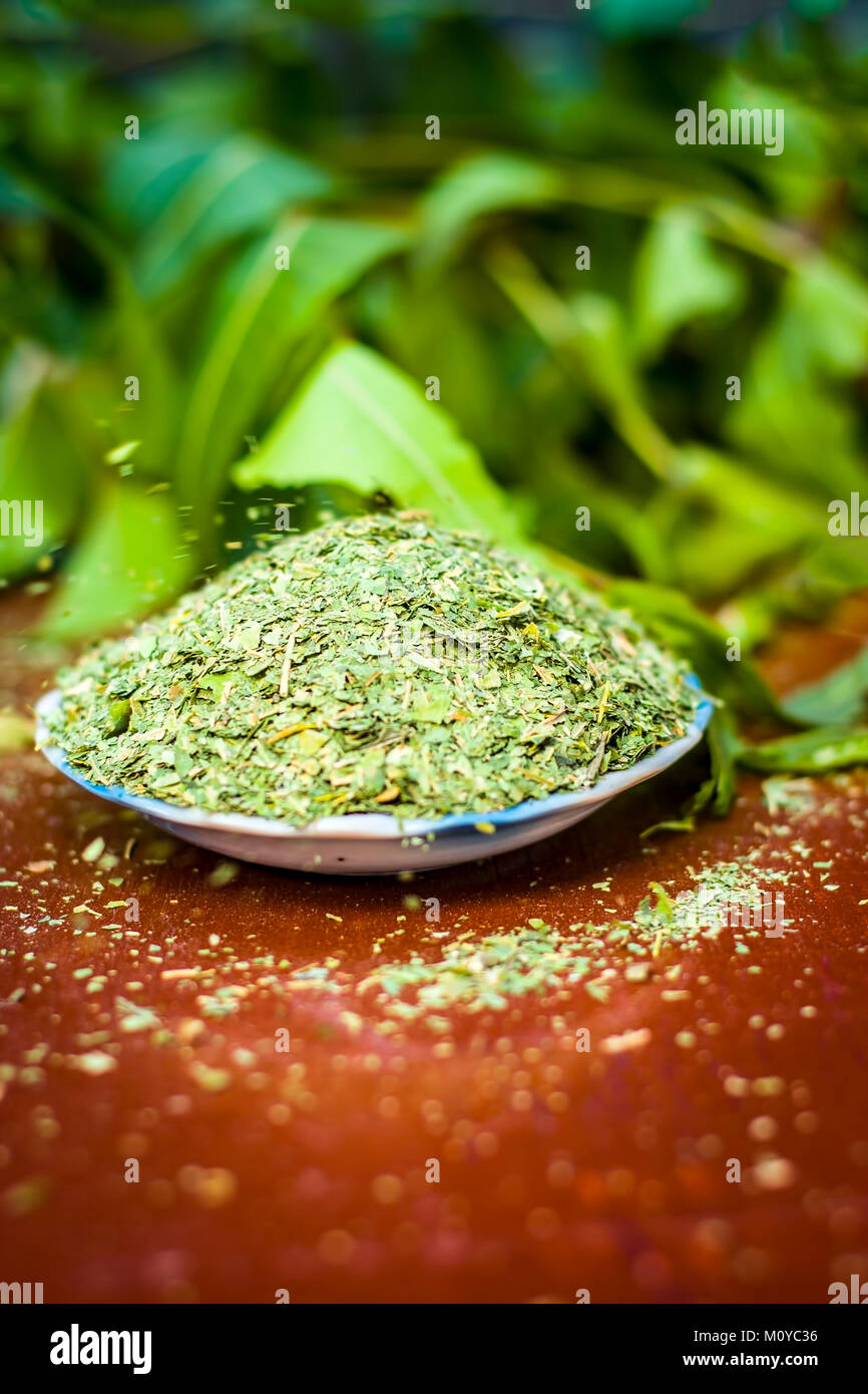 Powder of Indian lilac,Azadirachta indica in a glass plate with its ...