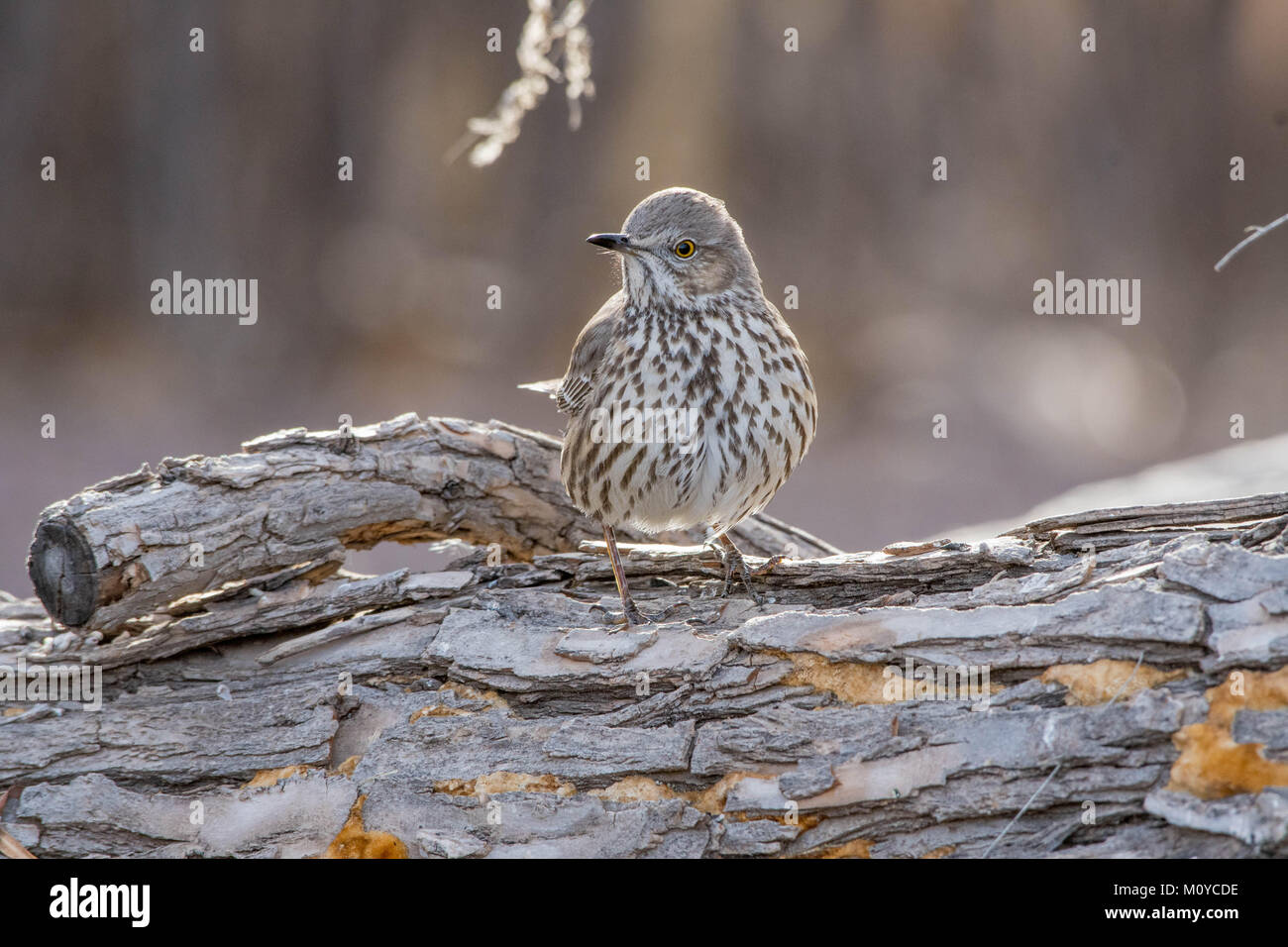 Sage Thrasher, (Oreoscoptes montanus), Bosque del Apache national ...