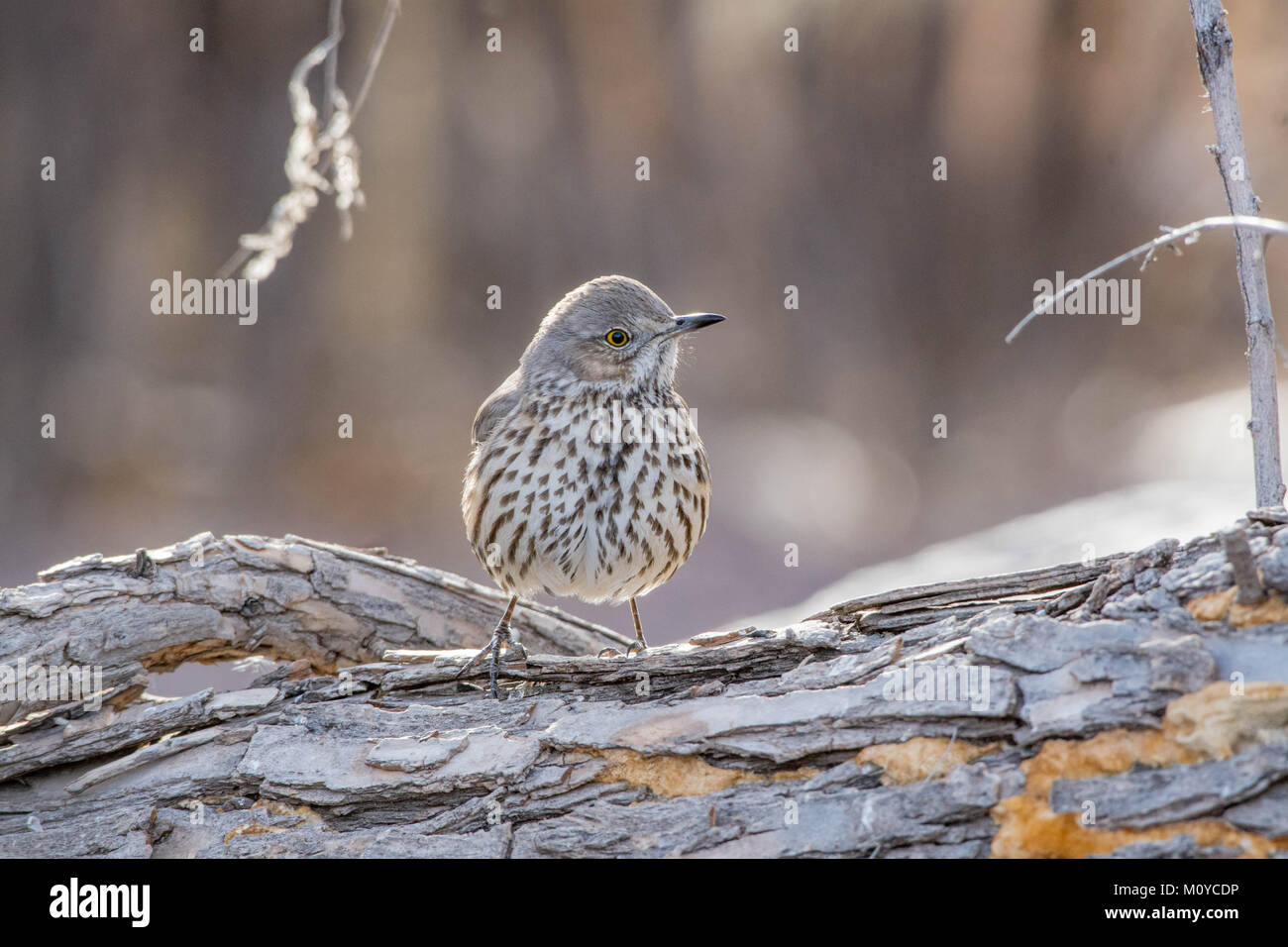 Sage Thrasher, (Oreoscoptes montanus), Bosque del Apache national ...